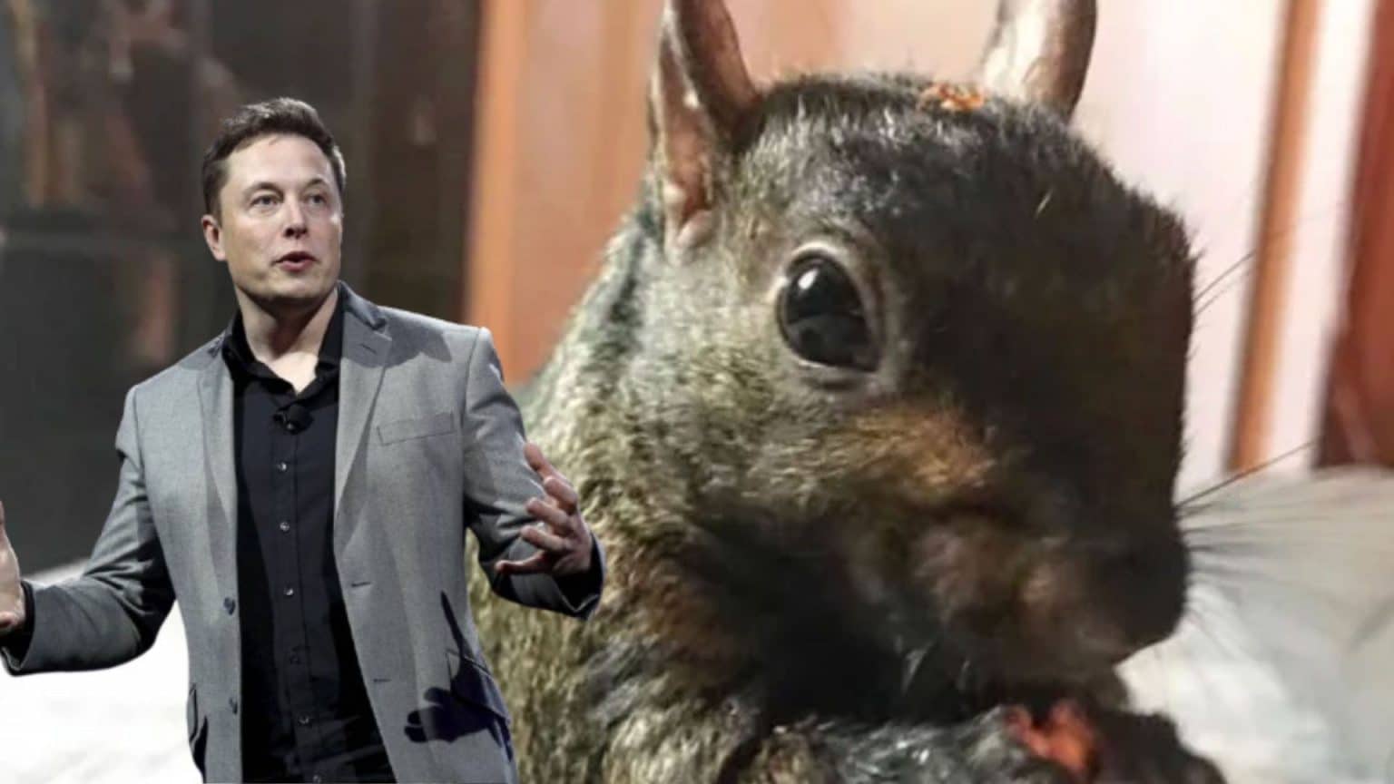 Peanut The Squirrel Price Prediction Pnut Plummets 37 As Elon Musk Denounces Killing While